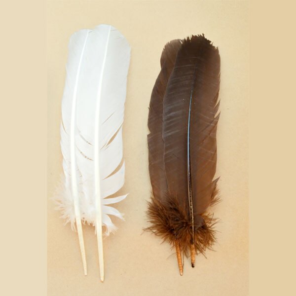 what does a turkey feather represent