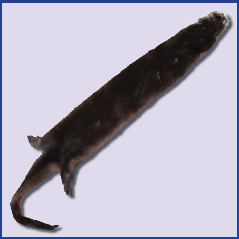 Real Deer Sinew - The Wandering Bull Native American Shop