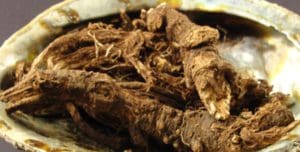 Osha Root for protection energy and health - The Wandering Bull